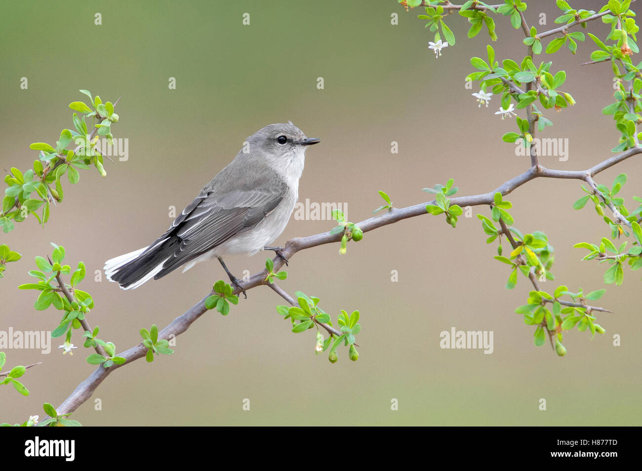 Jacky Winter (Microeca fascinans), Victoria, Australia Stock Photo - Alamy