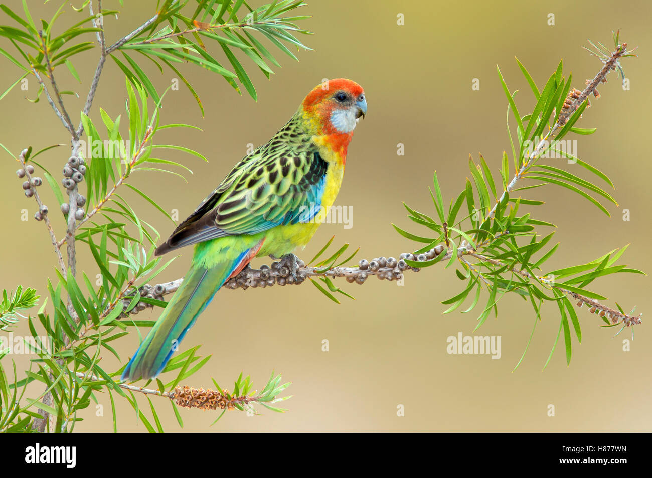Eastern Rosella (Platycercus eximius) female, Victoria, Australia Stock ...