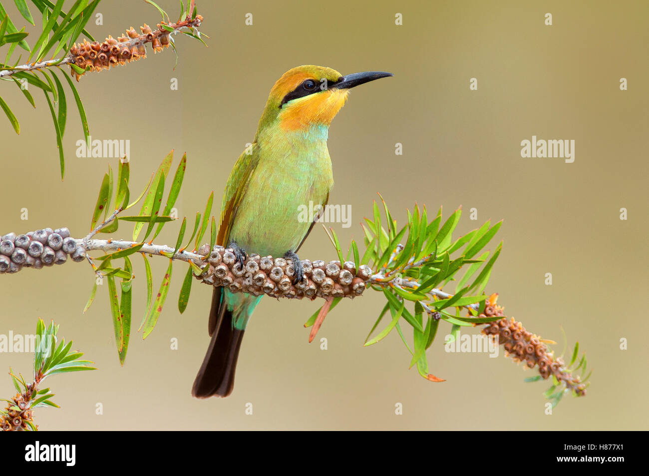 Rainbow Bee-eater (Merops ornatus) juvenile, Victoria, Australia Stock ...