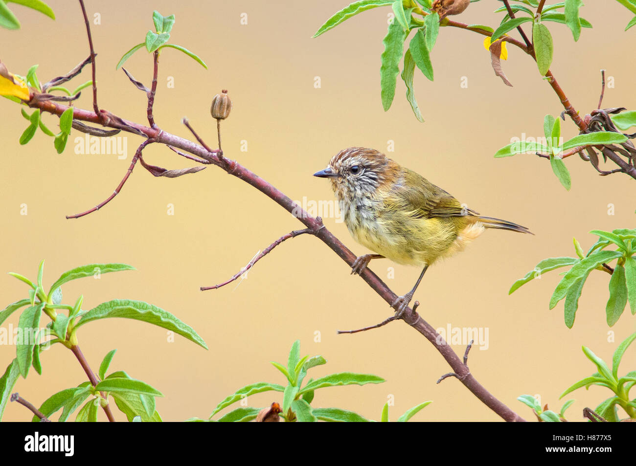Striated Thornbill (Acanthiza lineata), Victoria, Australia Stock Photo ...
