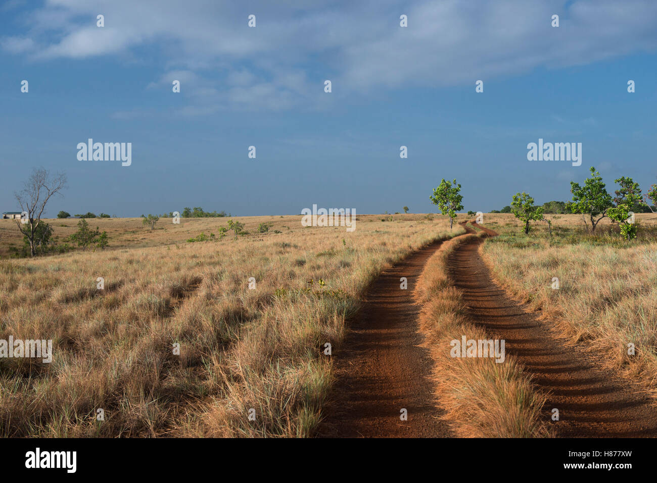 Dirt road on savanna, Rupununi, Guyana Stock Photo - Alamy