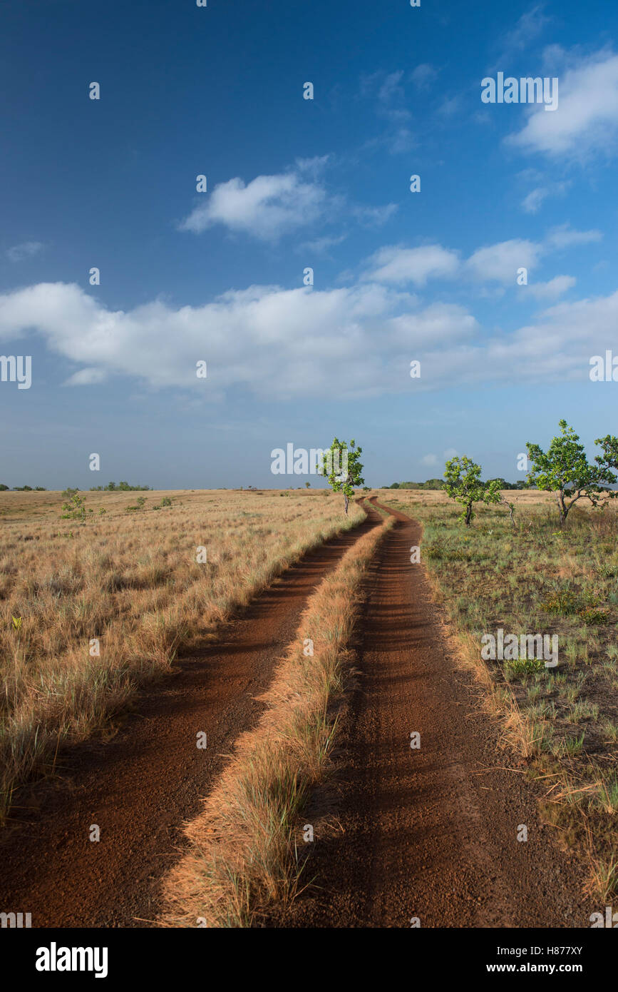 Dirt road on savanna, Rupununi, Guyana Stock Photo - Alamy