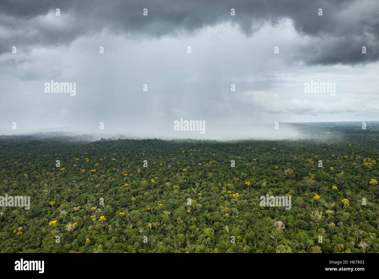 Rain falling over rainforest, Essequibo River, Rupununi, Guyana Stock ...