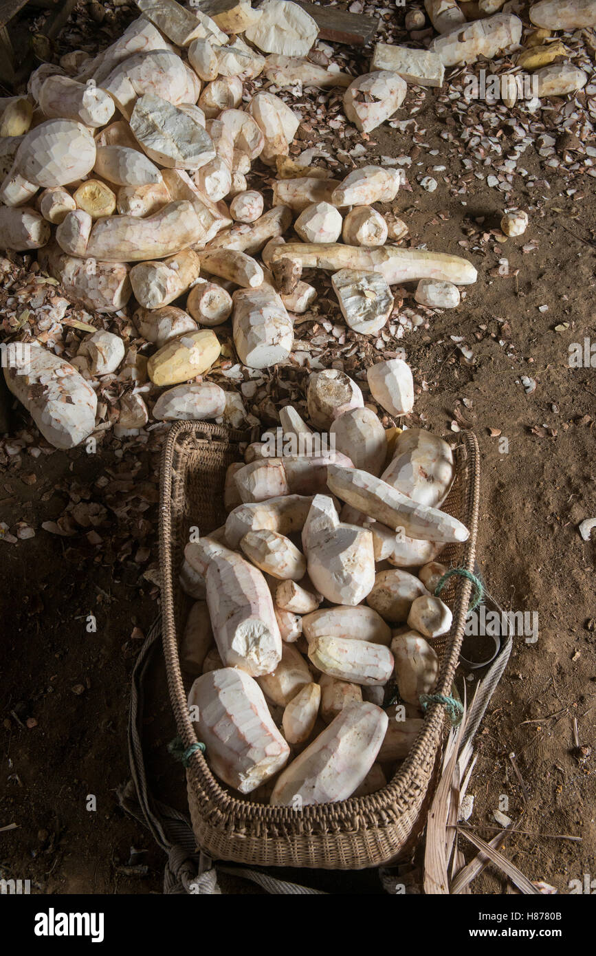 Cassava (Manihot esculenta) peeled roots, Guyana Stock Photo - Alamy