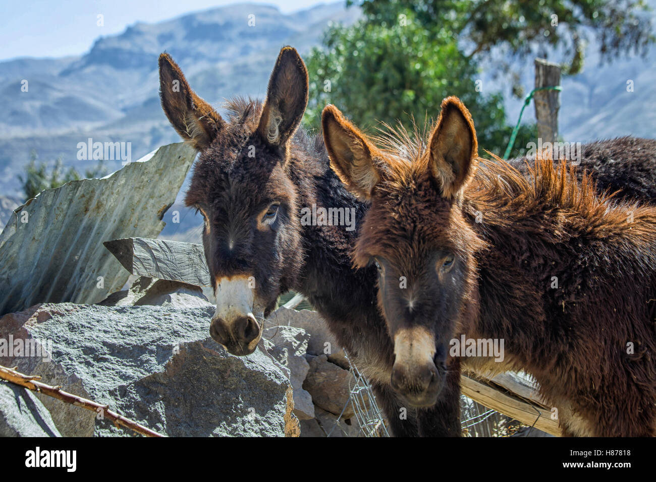 Two donkey animals hi-res stock photography and images - Alamy