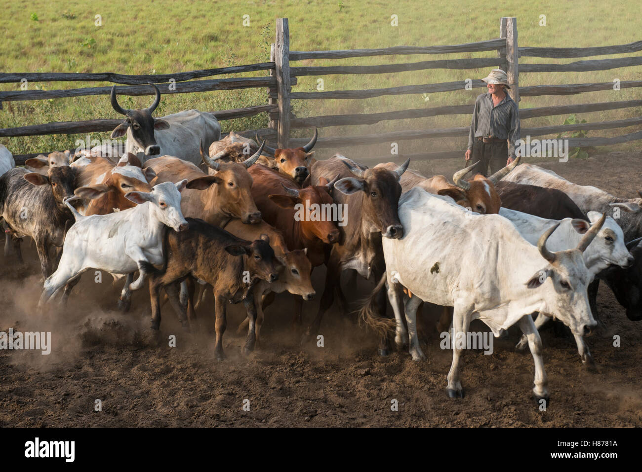 Domestic Cattle (Bos taurus) herd being rounded up, Saddle Mountain ...