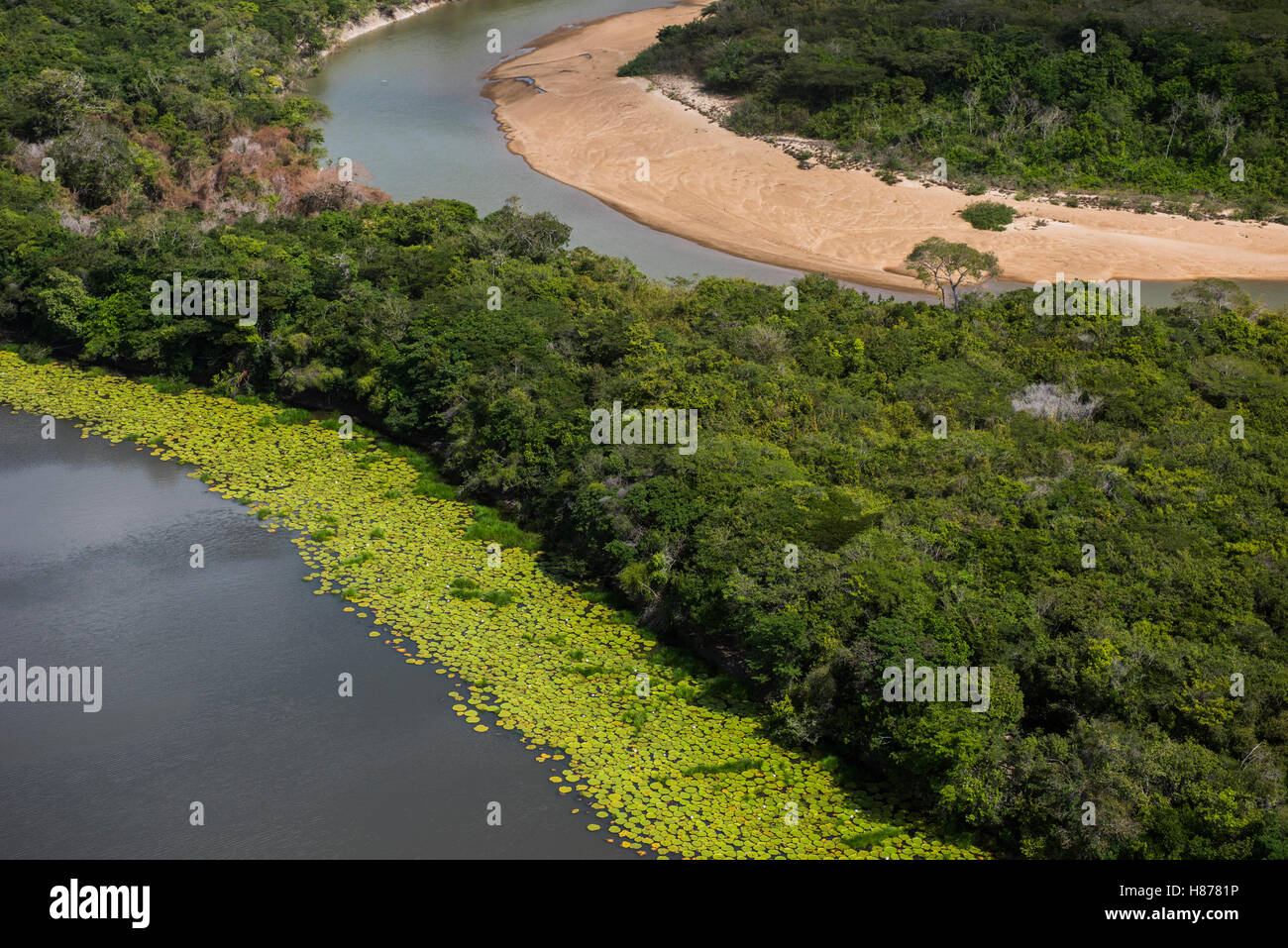 Rupununi River flowing through rainforest, Rupununi, Guyana Stock Photo ...