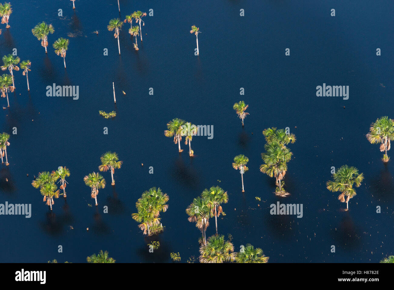 Palm trees in lake, Capoey Lake, Guyana Stock Photo - Alamy