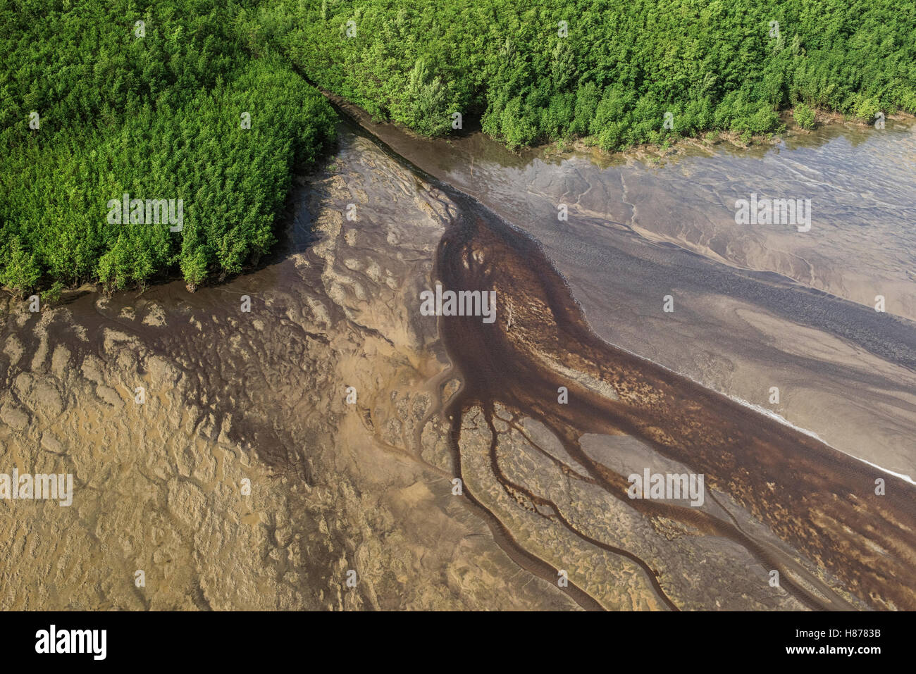 Mangrove (Rhizophora sp) forest at low tide, Shell Beach, Guyana Stock ...