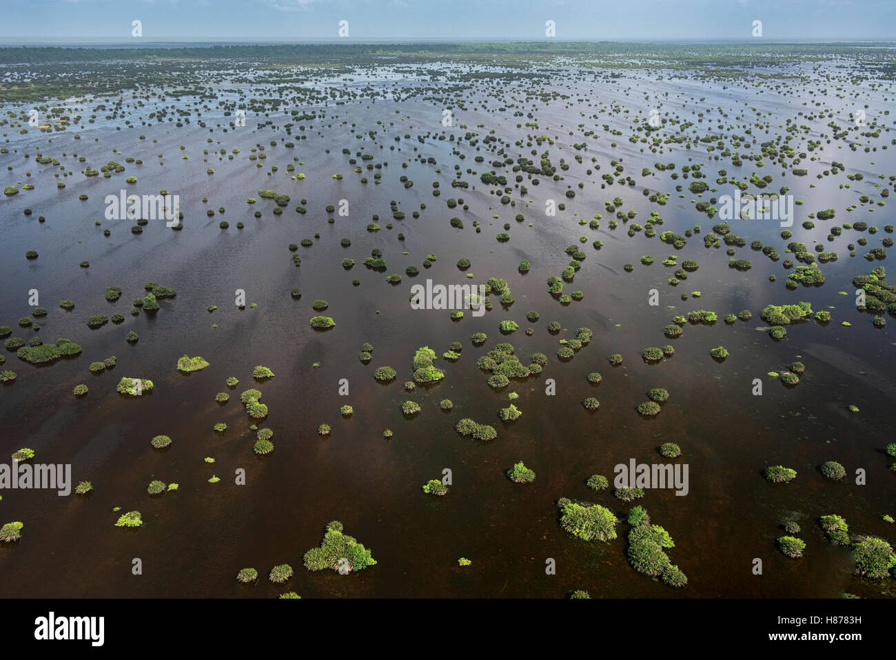 Wetland, Shell Beach, Guyana Stock Photo - Alamy