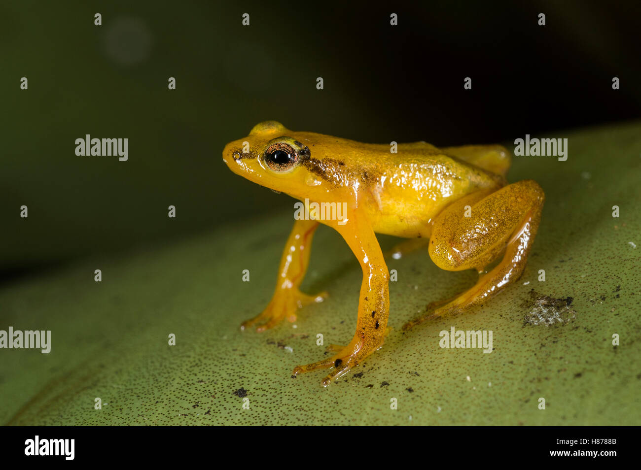 Beebe's Rocket Frog (Colostethus beebei), Kaieteur Falls, Potaro River ...