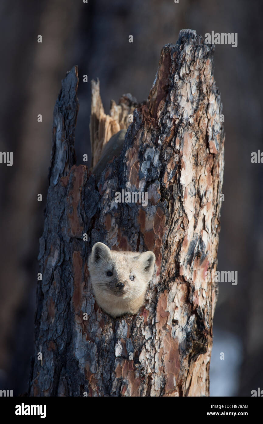 Pine Marten (Martes martes) in tree stump, Putorana Plateau, Siberia ...