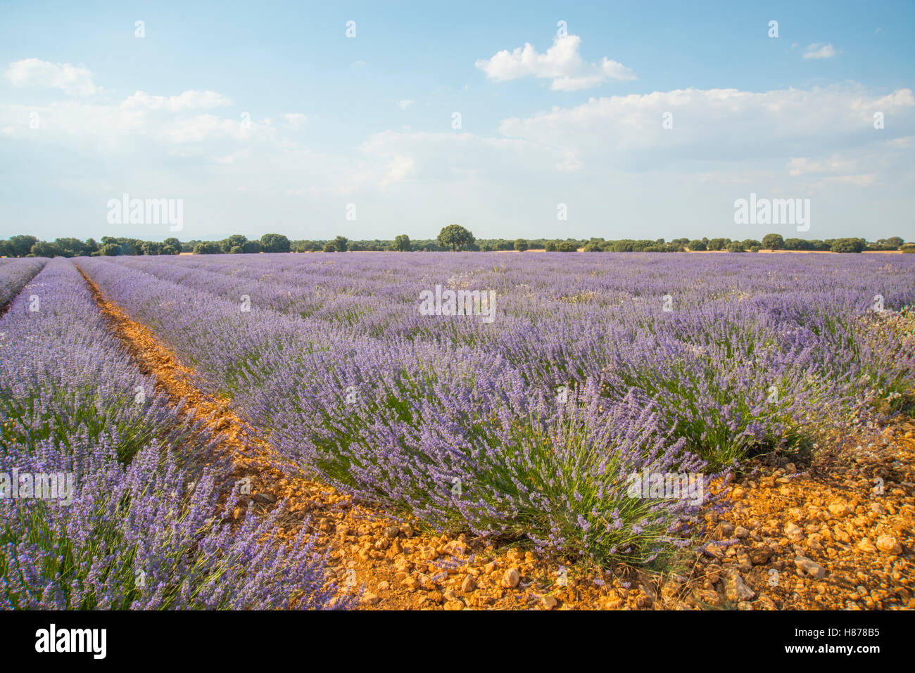 Lavender field. Brihuega, Guadalajara province, Castilla La Mancha ...