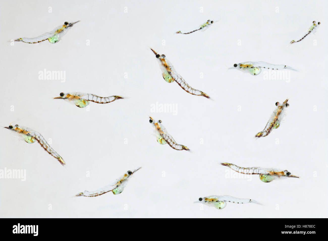 Mysis sp hi-res stock photography and images - Alamy