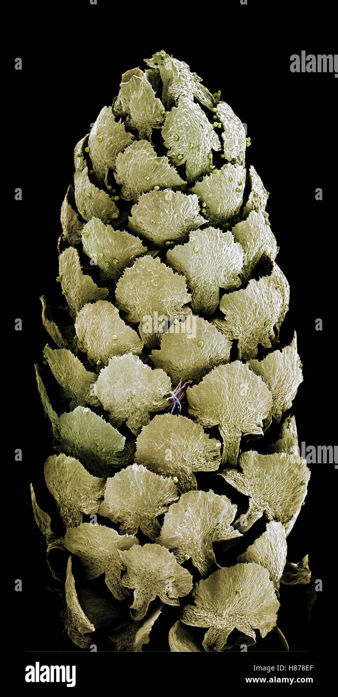 Italian Stone Pine (Pinus pinea) stamen, magnified 14 times, of male ...
