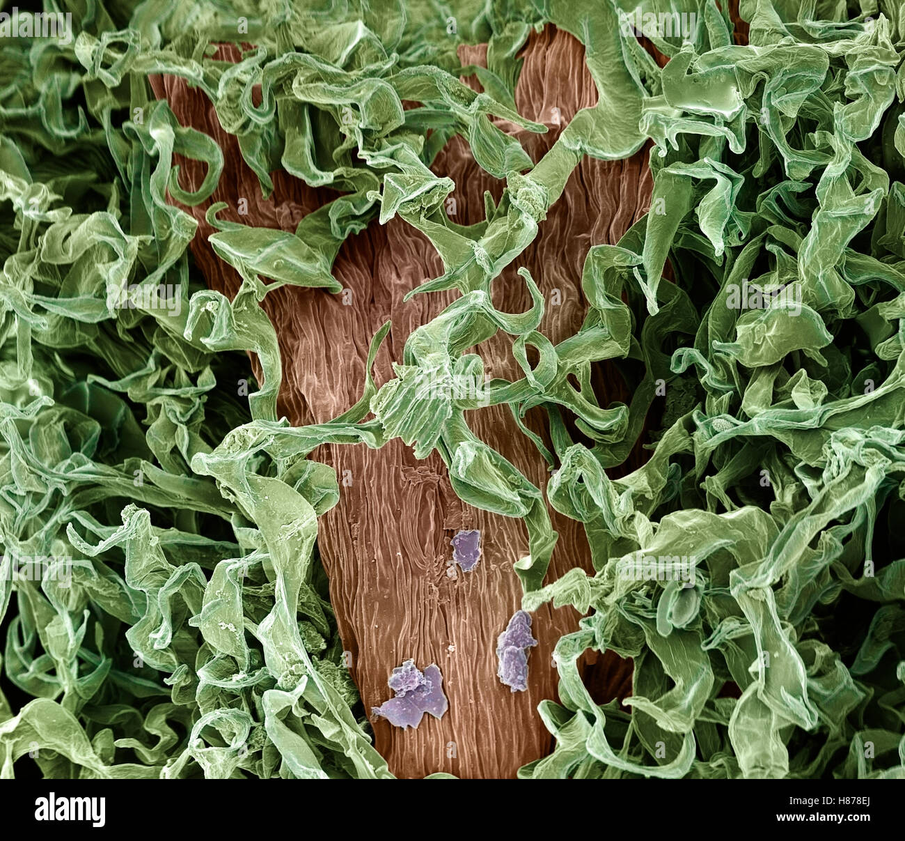 Lavender Cotton (Santolina chamaecyparissus) trichomes, magnified 759 ...