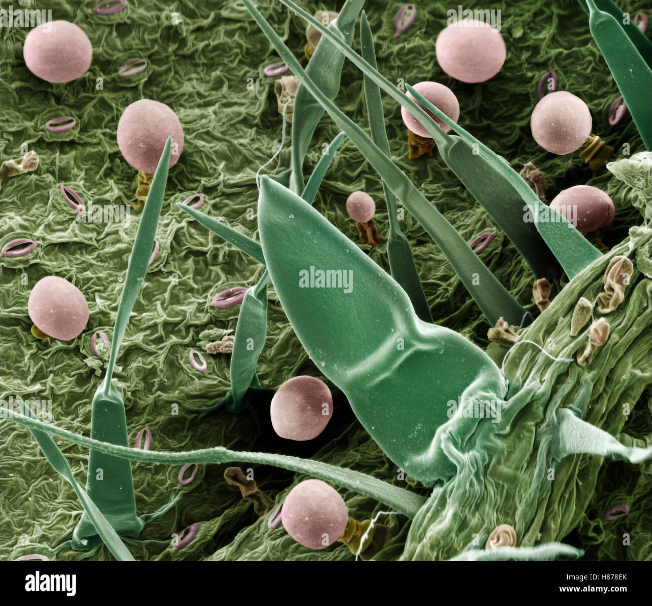 Geranium (Pelargonium crispum) leaf, magnified 700 times, showing ...