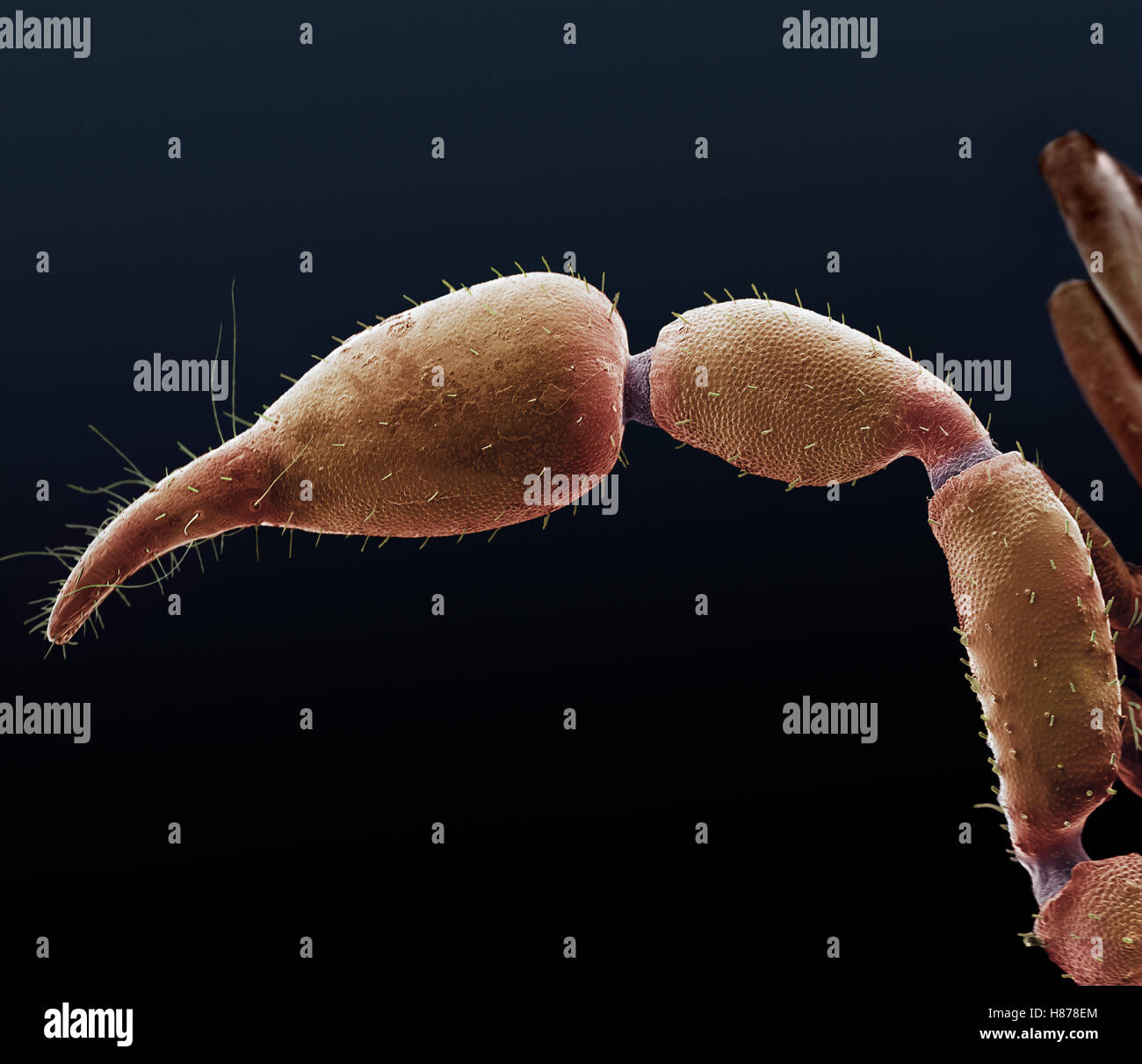 House Pseudoscorpion (Chelifer cancroides) pedipalp, magnified 134 ...