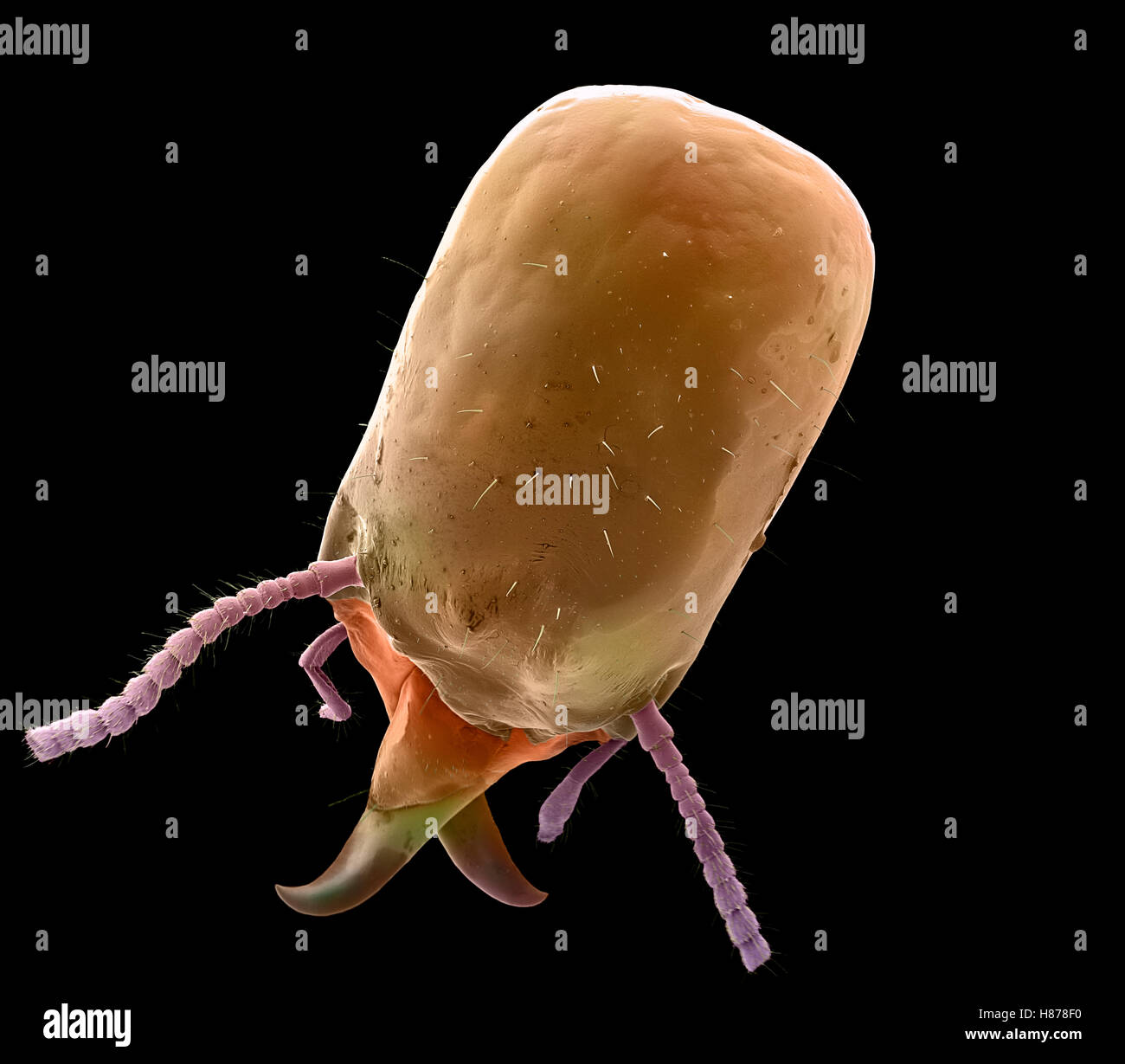 Termite soldier head, magnified 100 times, Barcelona, Spain Stock Photo ...