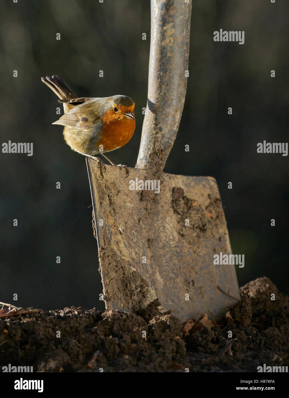 European Robin (Erithacus rubecula) on spade, Sussex, England Stock ...