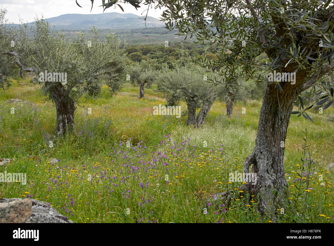 Olive (Olea europaea) grove, Extremadura, Spain Stock Photo - Alamy