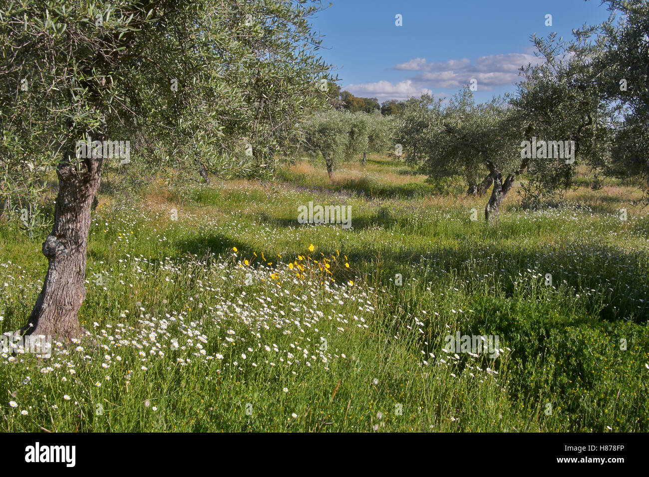 Olive (Olea europaea) grove, Extremadura, Spain Stock Photo - Alamy