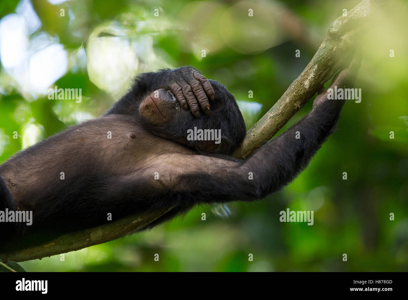 Bonobo (Pan paniscus) covering its face in tree, Democratic Republic of ...