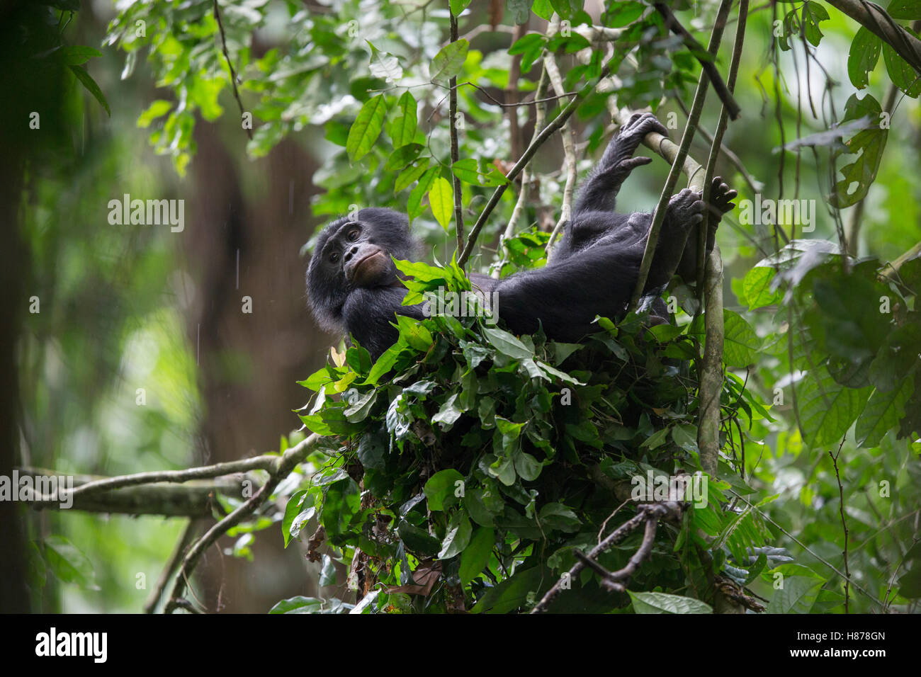 Bonobo (Pan paniscus) female in day nest, Democratic Republic of the ...