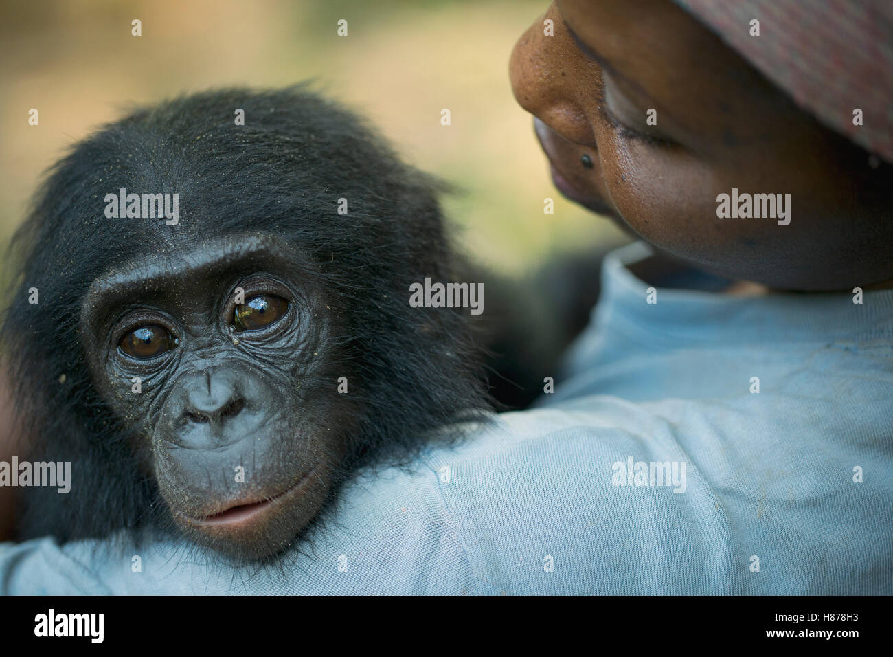 Bonobo (Pan paniscus) surrogate mother with orphan, Lola Ya Bonobo ...