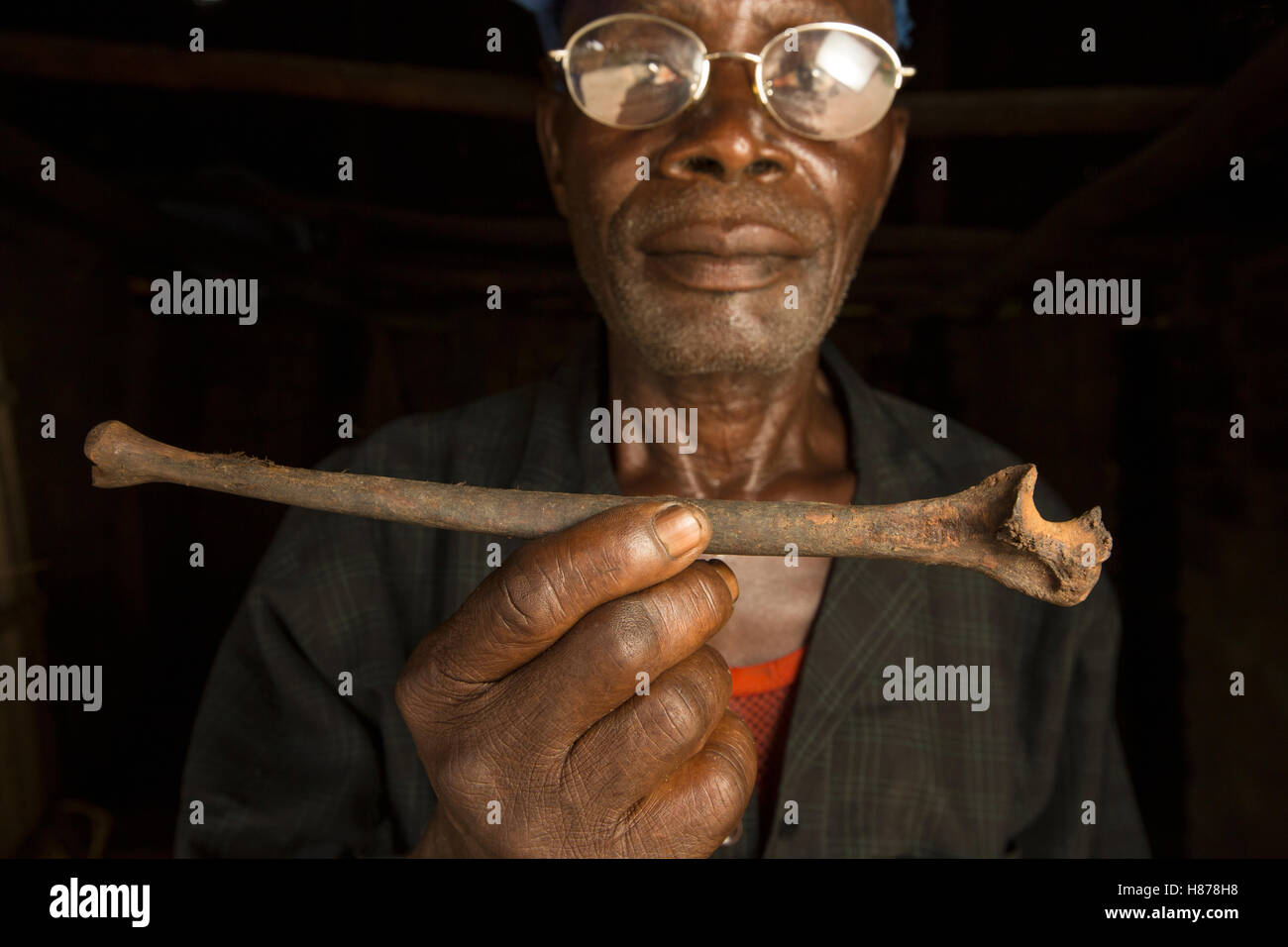 Bonobo (Pan paniscus) bone held by man, this bone is passed on through ...