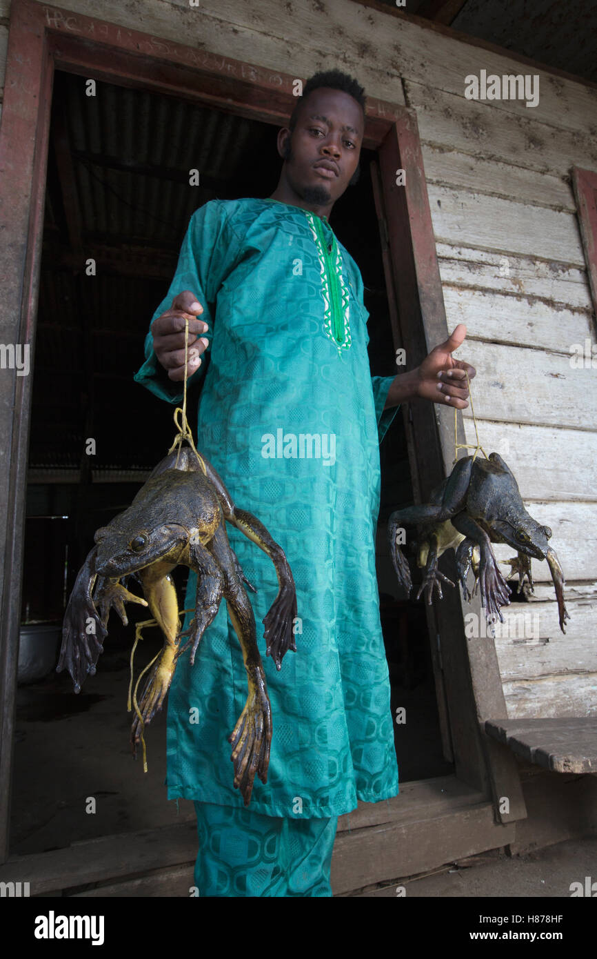 Goliath Frog (Conraua goliath) endangered species hunted for food ...
