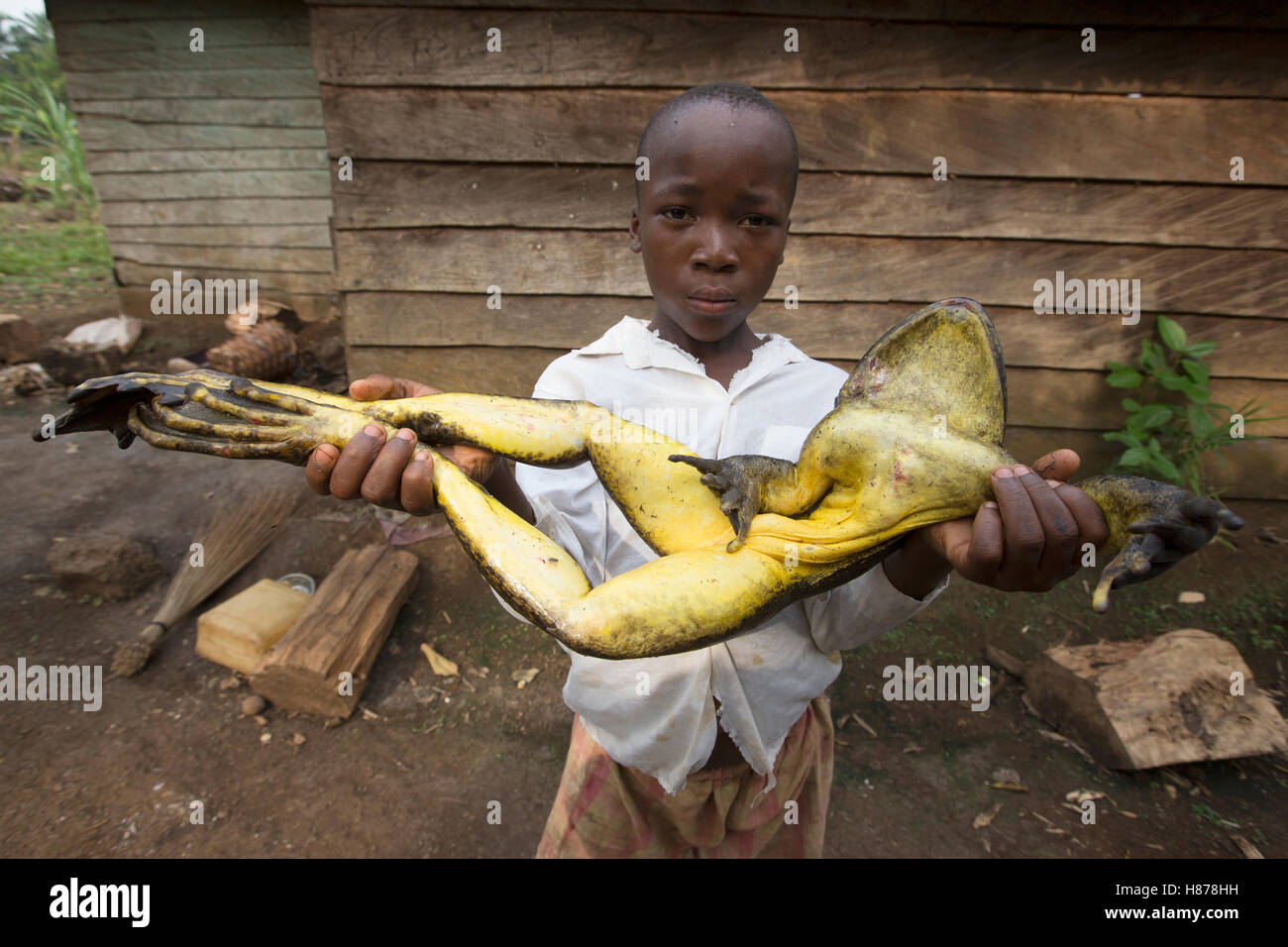 Goliath Frog (Conraua goliath)endangered species hunted for food ...