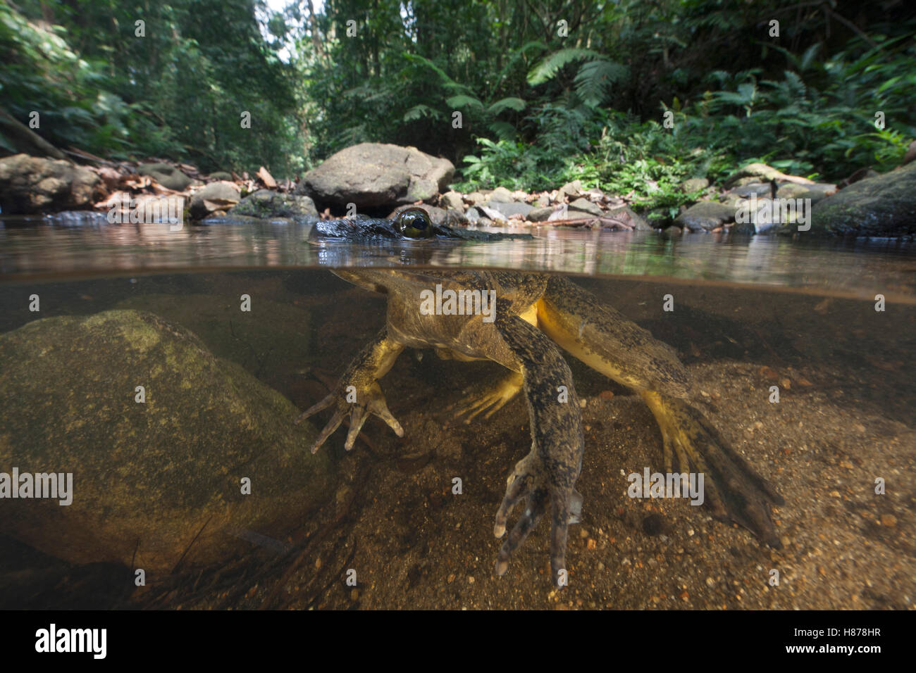 Goliath Frog (Conraua goliath) in river, endangered, Cameroon Stock ...