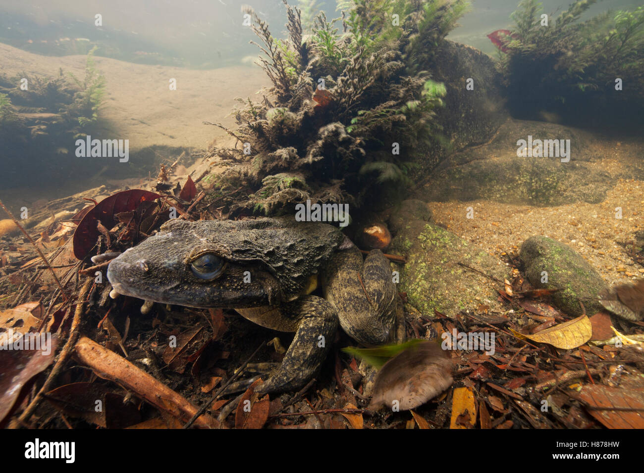 Goliath Frog (Conraua goliath) in river, endangered, Cameroon Stock ...