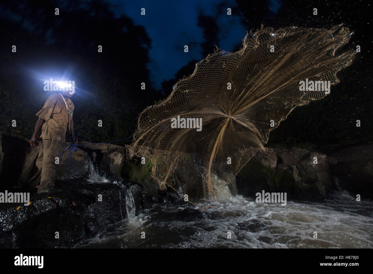 Goliath Frog (Conraua goliath) hunter throwing out net, endangered ...