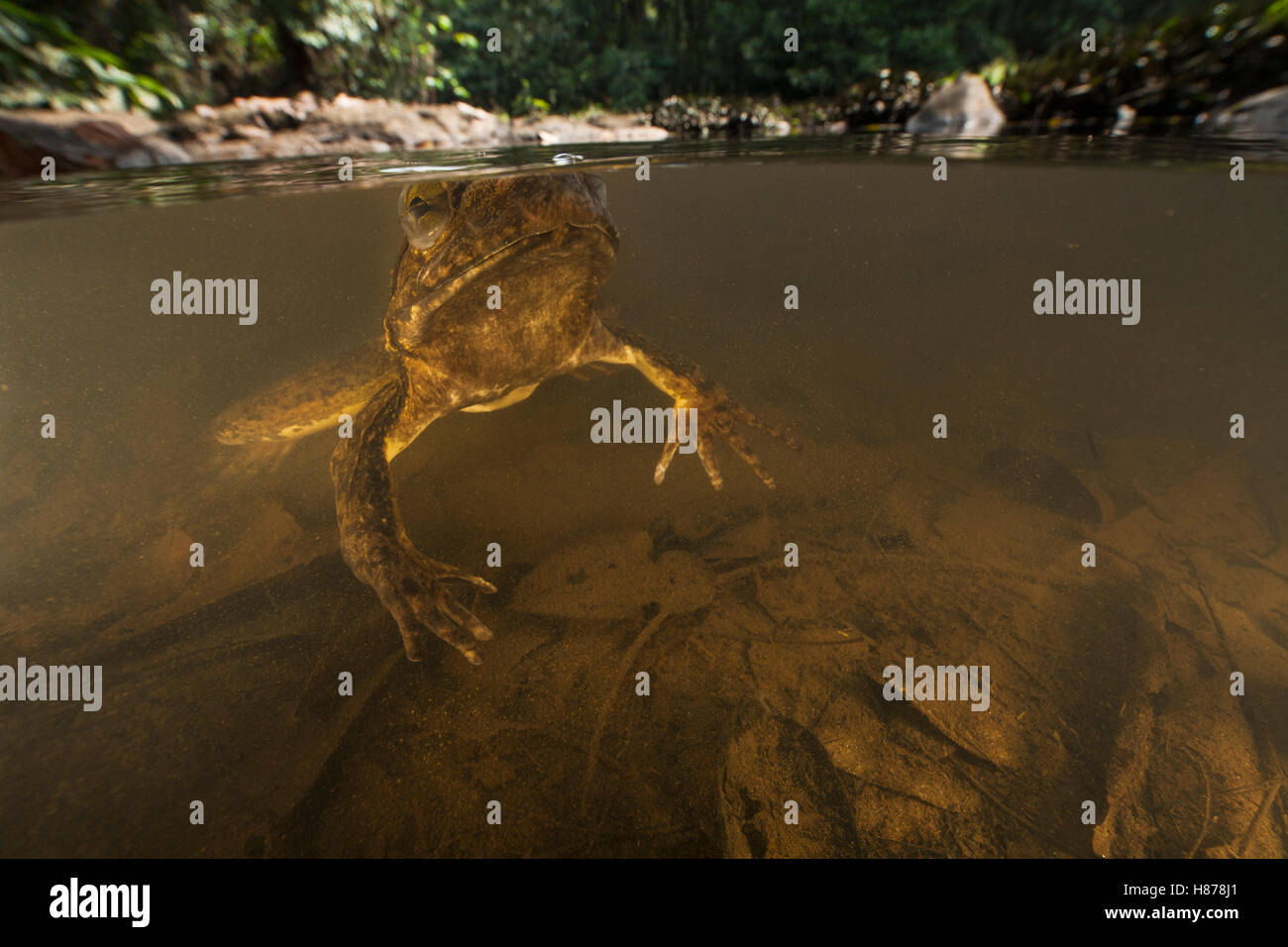 Goliath Frog (Conraua goliath) in river, endangered, Cameroon Stock ...