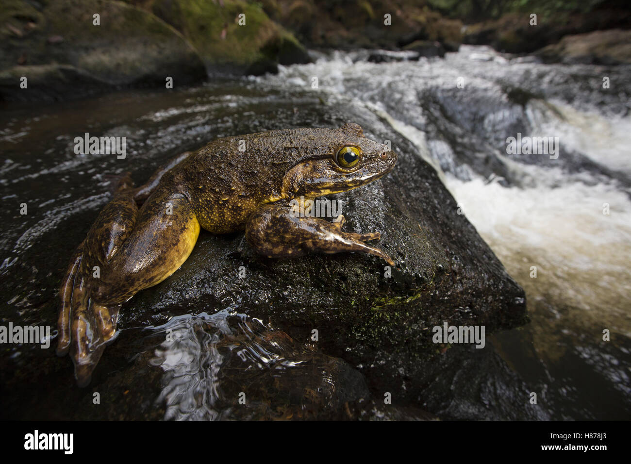 Goliath Frog (Conraua goliath) near river, endangered, Cameroon Stock ...
