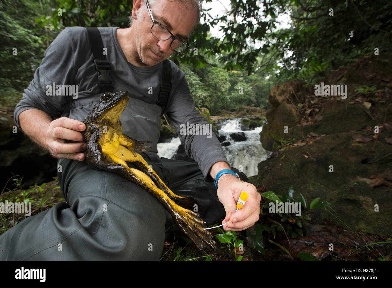 Goliath Frog (Conraua goliath) biologist swabbing skin to determine ...