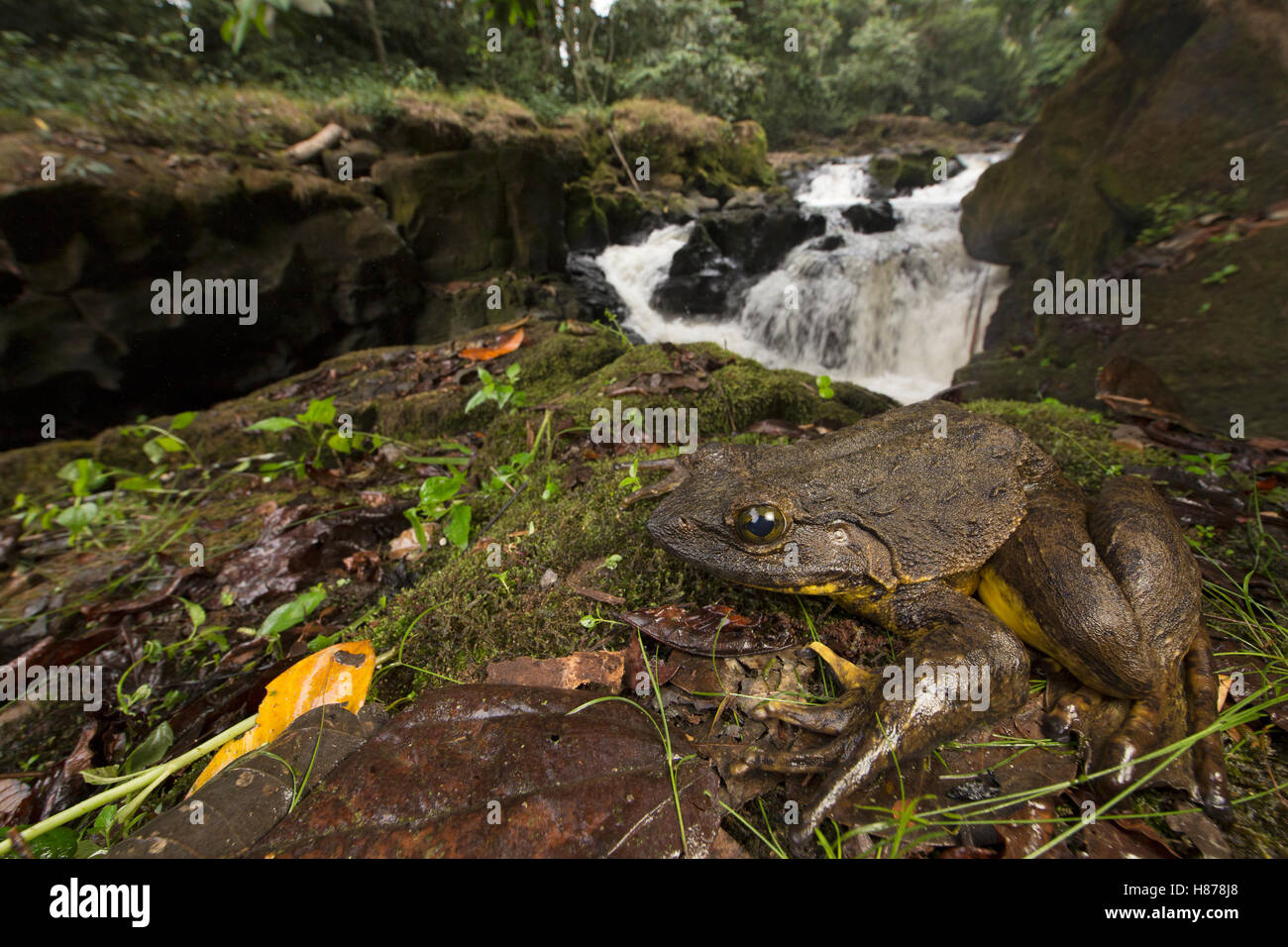 Goliath Frog (Conraua goliath) near river, endangered, Cameroon Stock ...