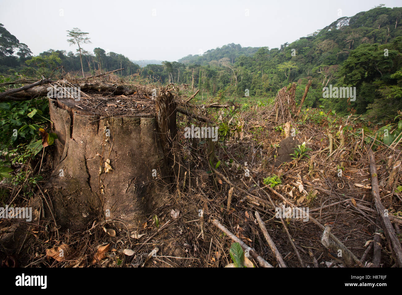 Rainforest clear cut for oil palm plantation, Cameroon Stock Photo - Alamy