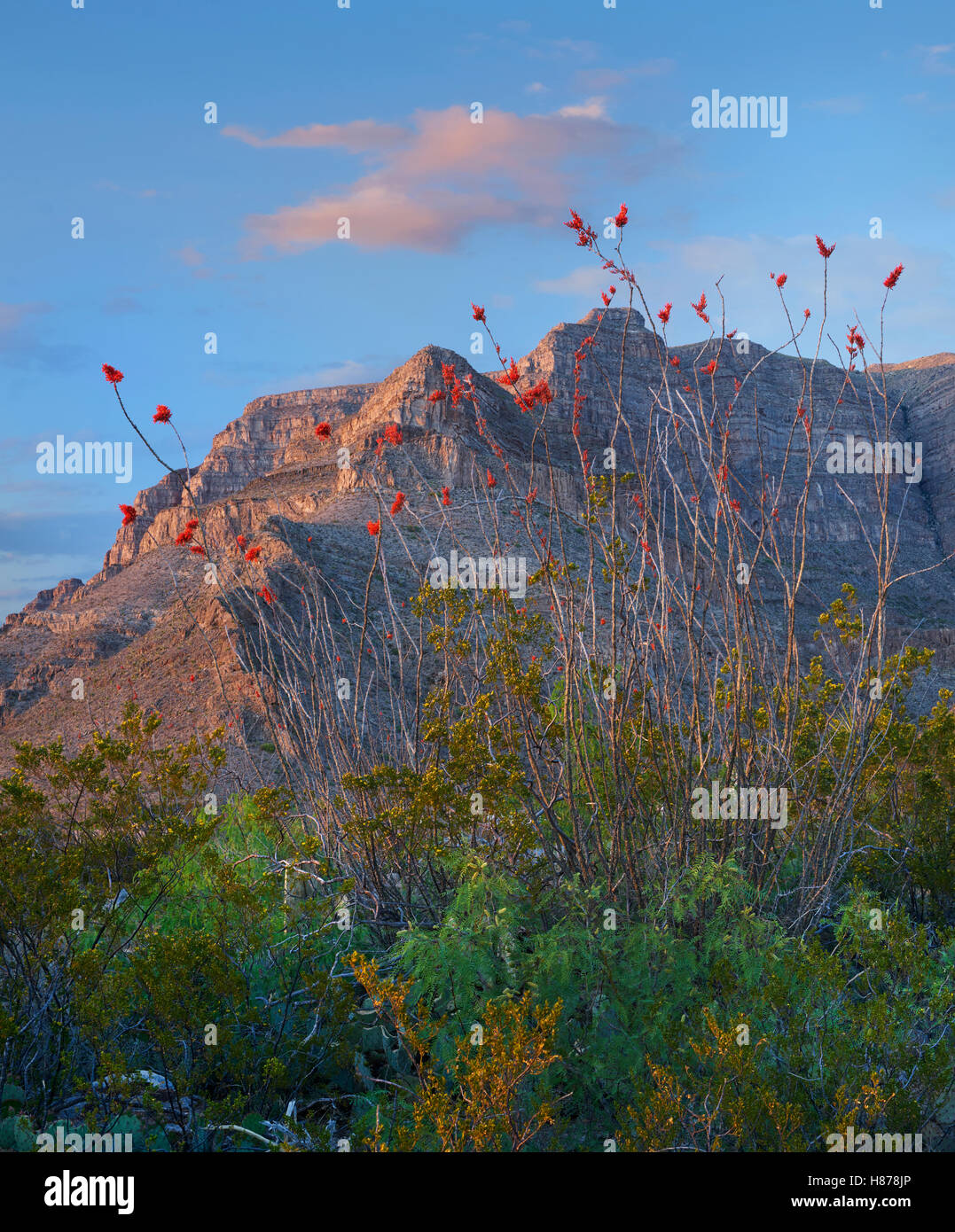 Agave (Agave sp) and Ocotillo (Fouquieria splendens), Lincoln National ...