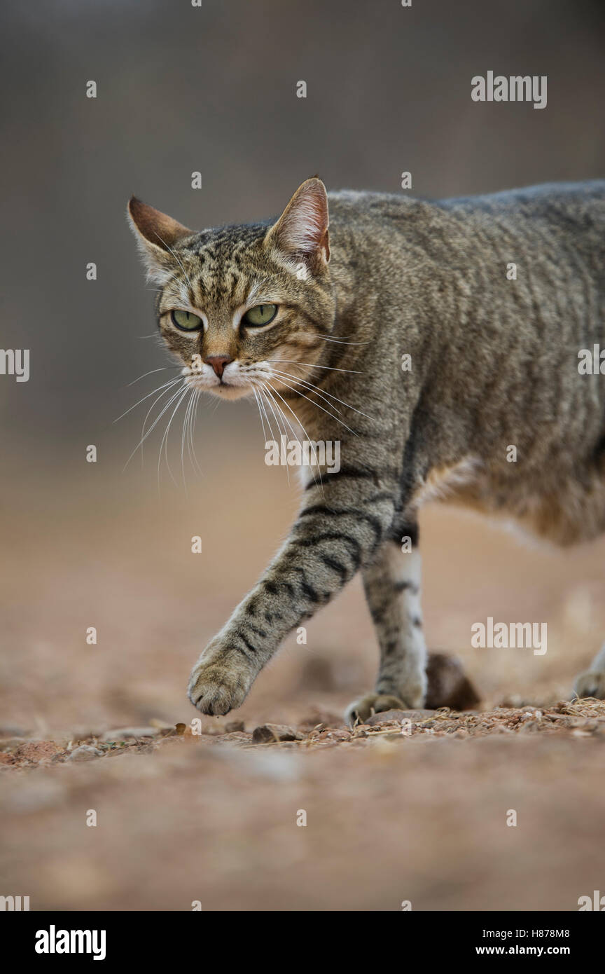 African Wild Cat (Felis lybica), semi-domesticated individual, Limpopo ...