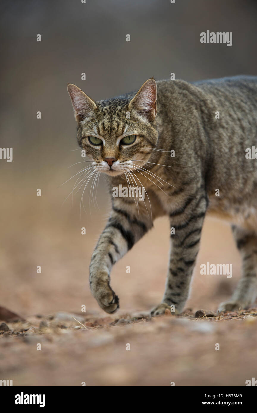 African Wild Cat (Felis lybica), semi-domesticated individual, Limpopo ...