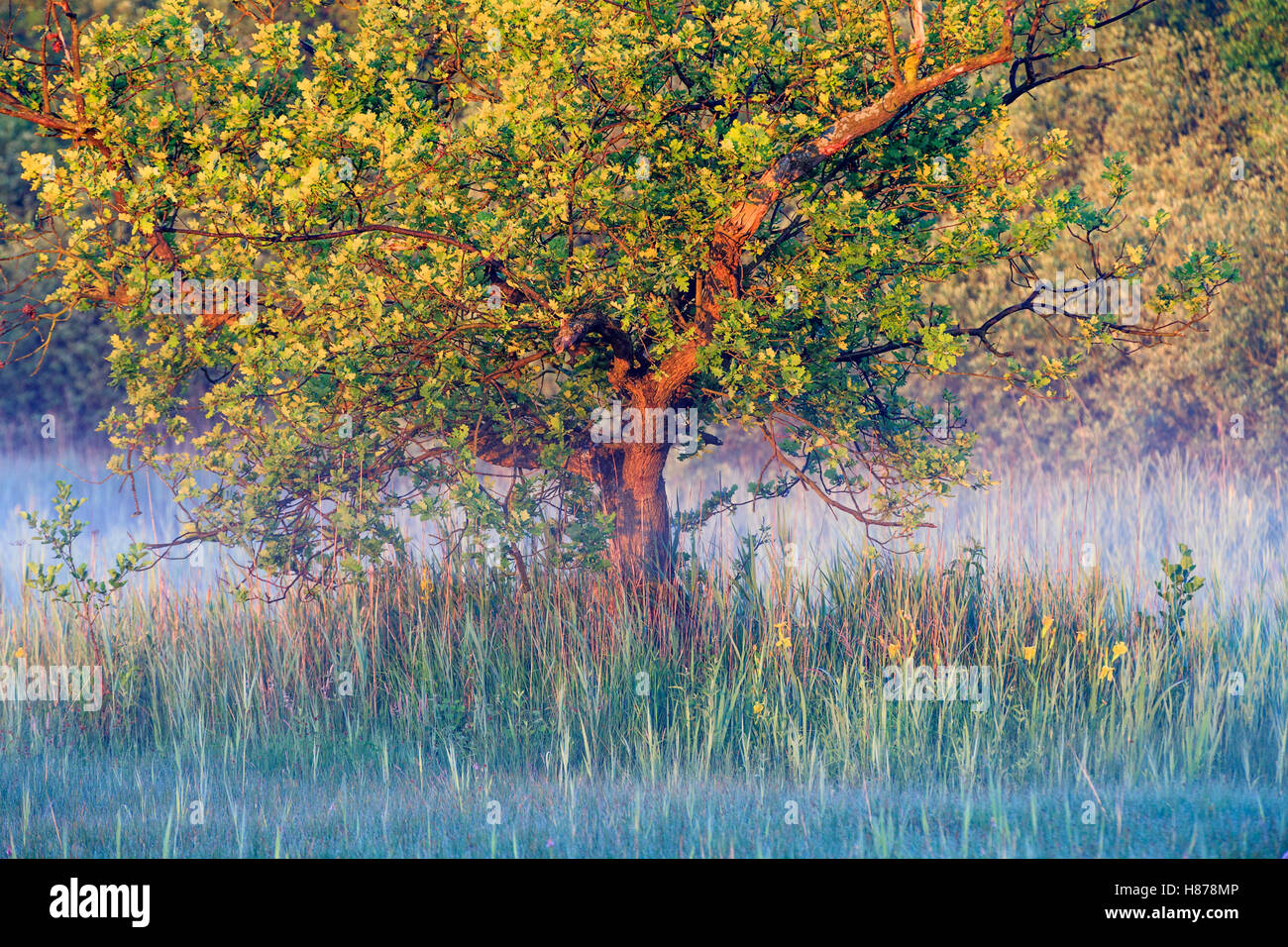 Oak (Quercus sp) tree in morning mist, Netherlands Stock Photo - Alamy