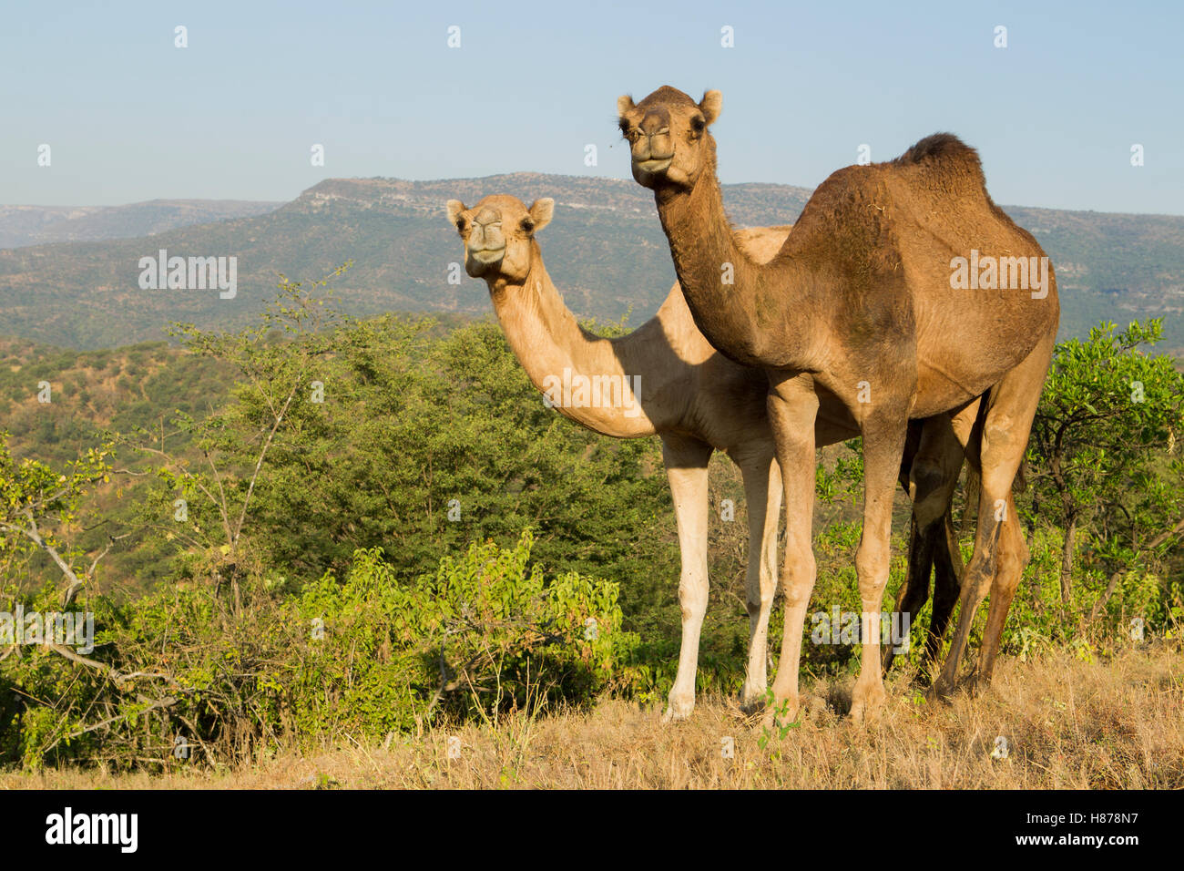 Dromedary (Camelus dromedarius) camels in deciduous cloud forest ...