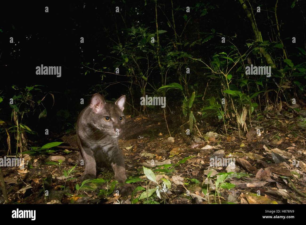 African Golden Cat (Caracal aurata) grey morph sub-adult male in ...