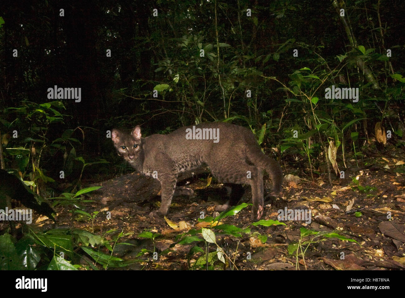 African Golden Cat (Caracal aurata) grey morph male in rainforest ...