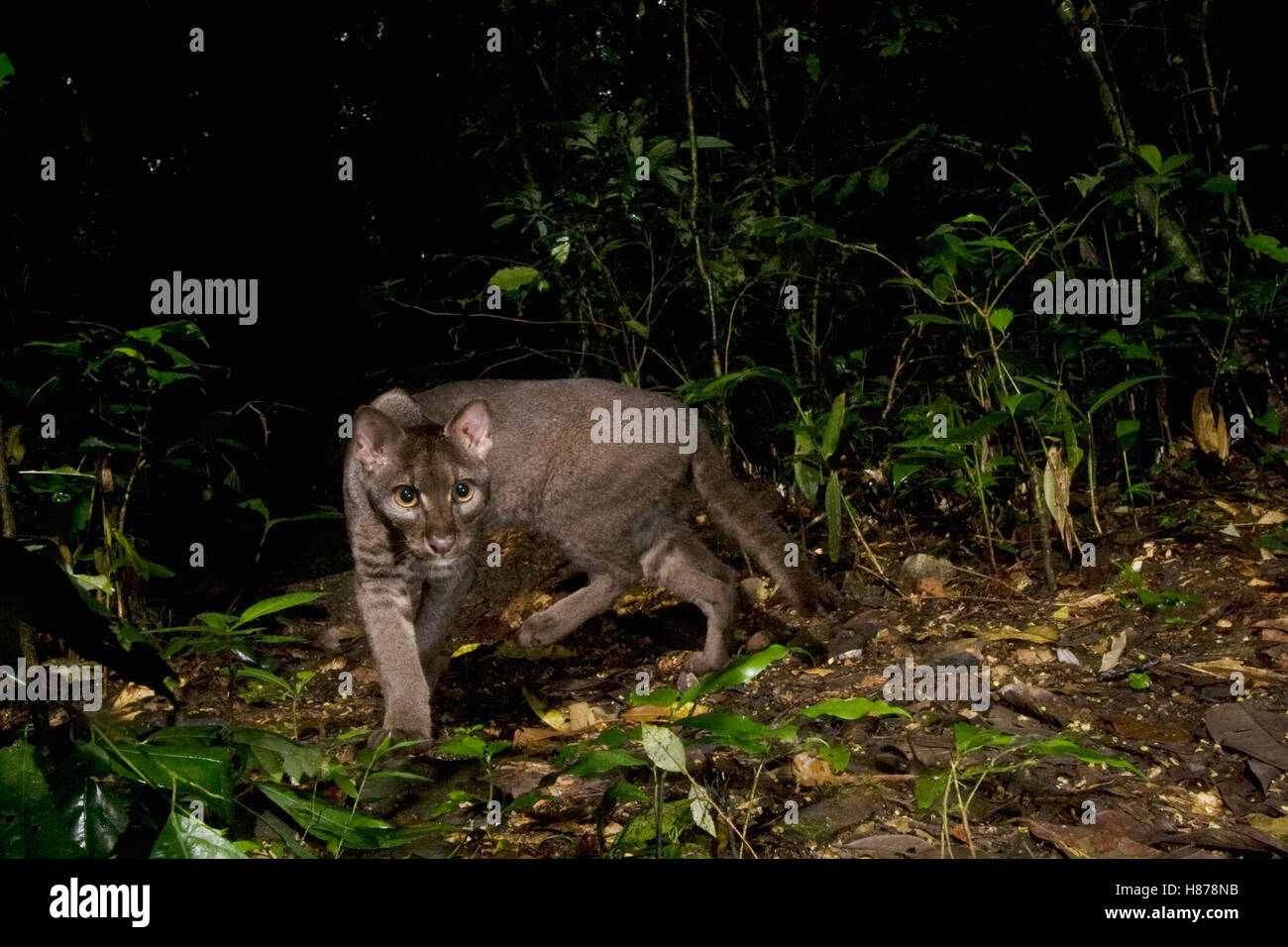 African Golden Cat (Caracal aurata) grey morph male in rainforest ...