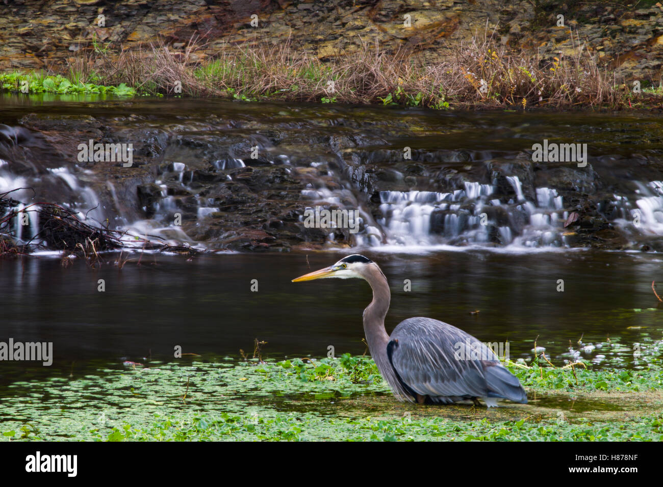 Great Blue Heron (Ardea herodias) in lagoon, Point Reyes National ...