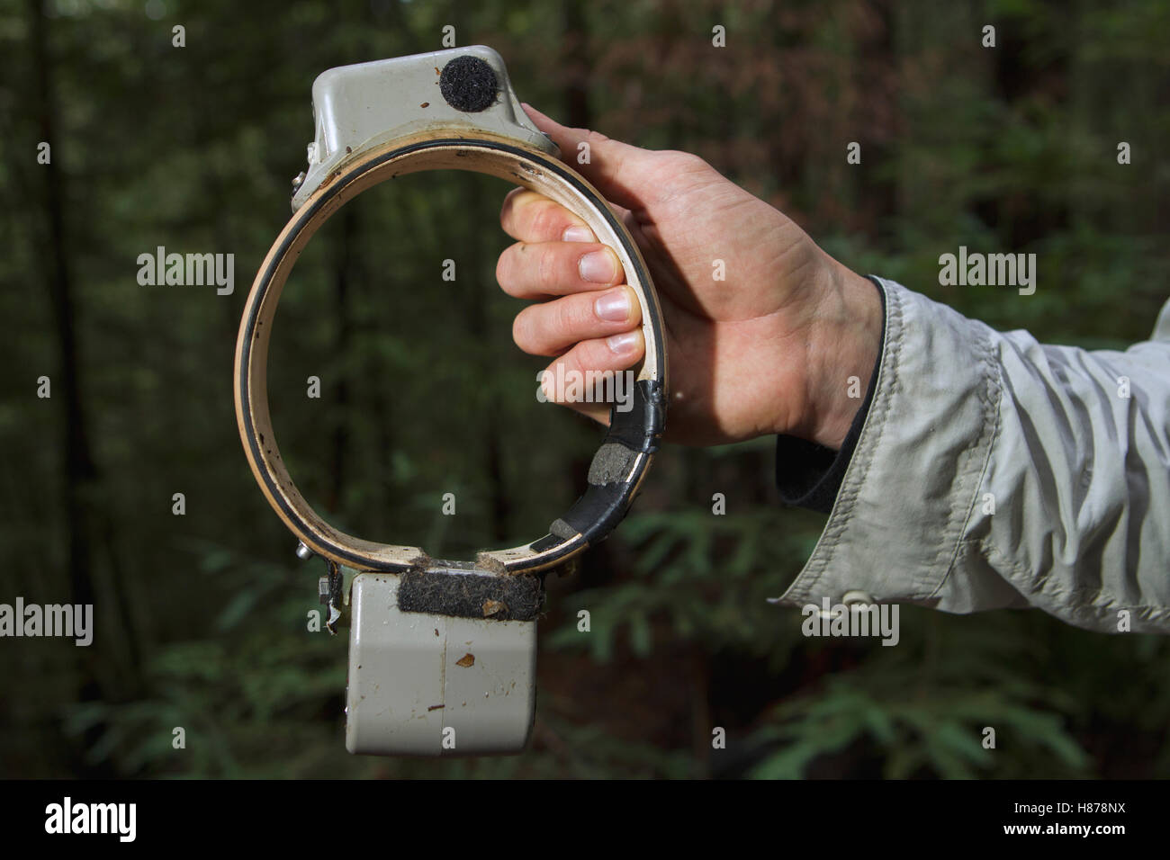 Mountain Lion (Puma concolor) biologist, Sean McCain, holding collar ...